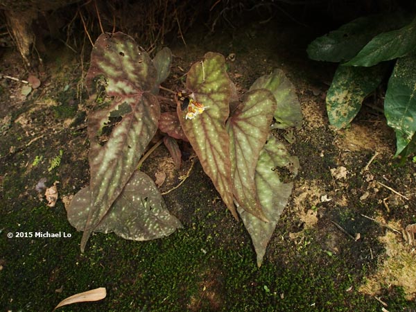 The rainforests of Borneo & Southeast Asia: Begonia variabilis from ...