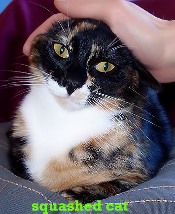 The Cuddly Friends: Squashed Cats