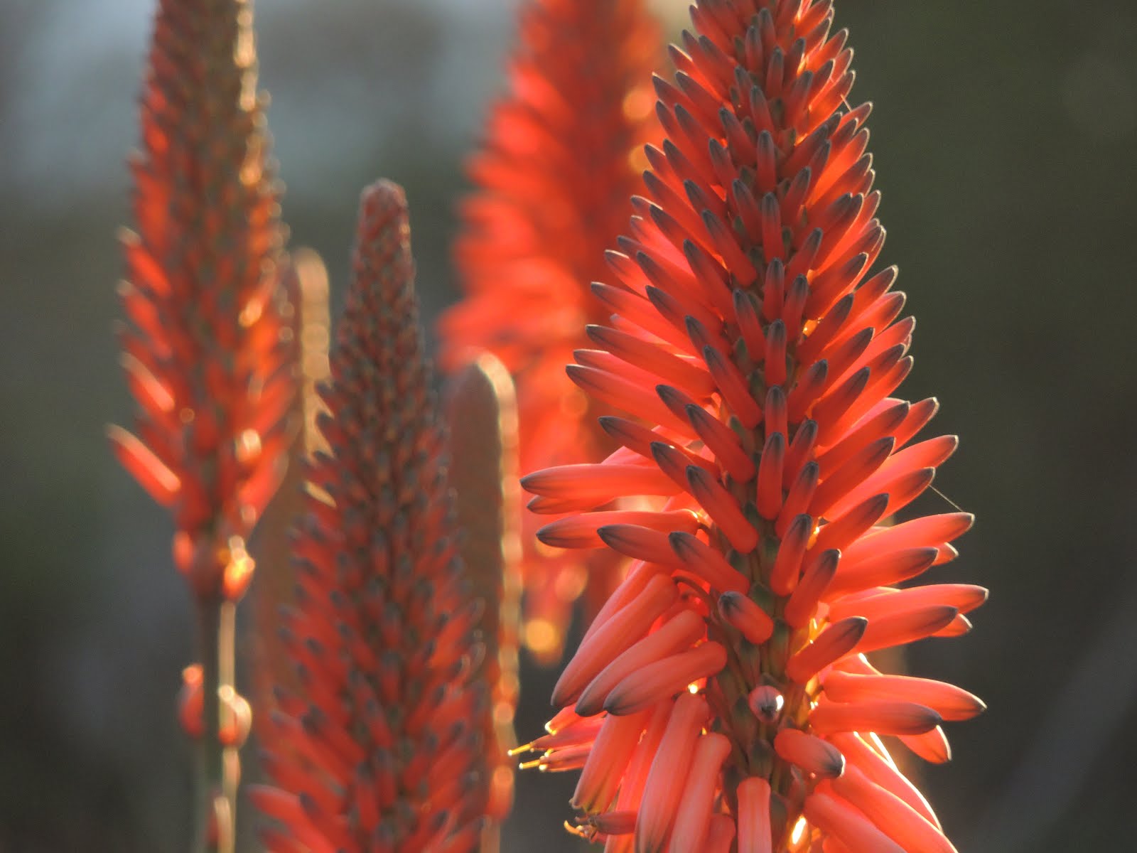 The Virtual Picture Frame of Extreme Awesomeness