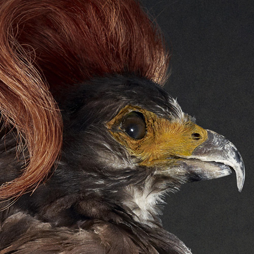 My Owl Barn: Birds with Hairdos - Coiffure le Bird