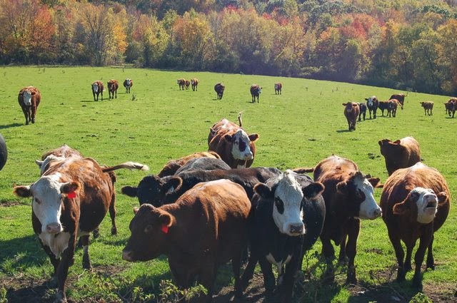 Fig & Rose: The Secret Ingredient: Chestnut Farms