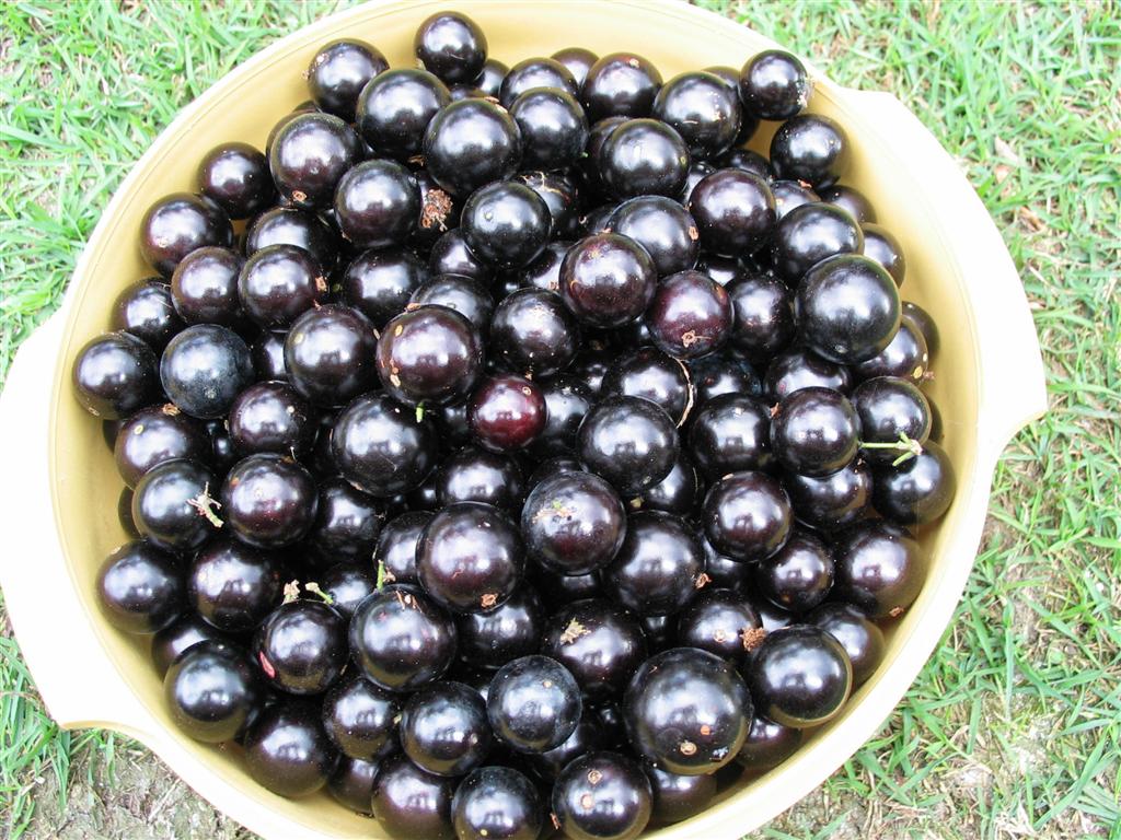 SubTropical Queensland Open Garden: Jaboticaba Jam