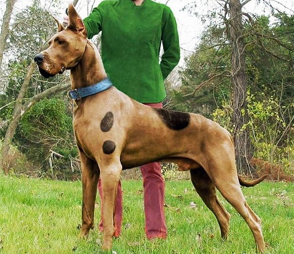 น้องหมา : เกรทเดน (Great Dane)