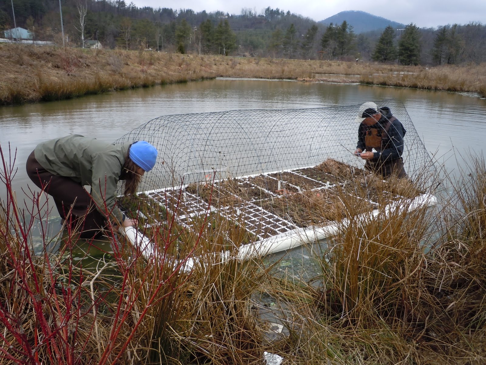 Watauga County Cooperative Extension Center: Floating Island Plant Nursery