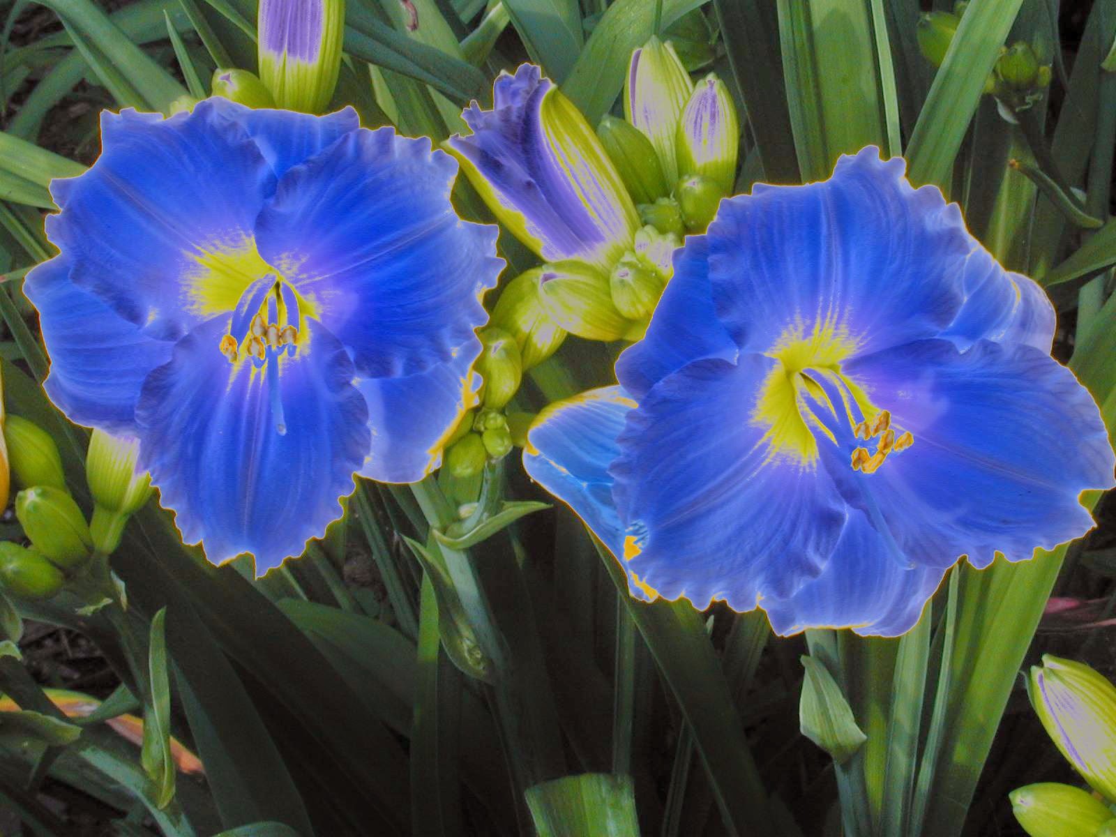 Monty Python Daylilies