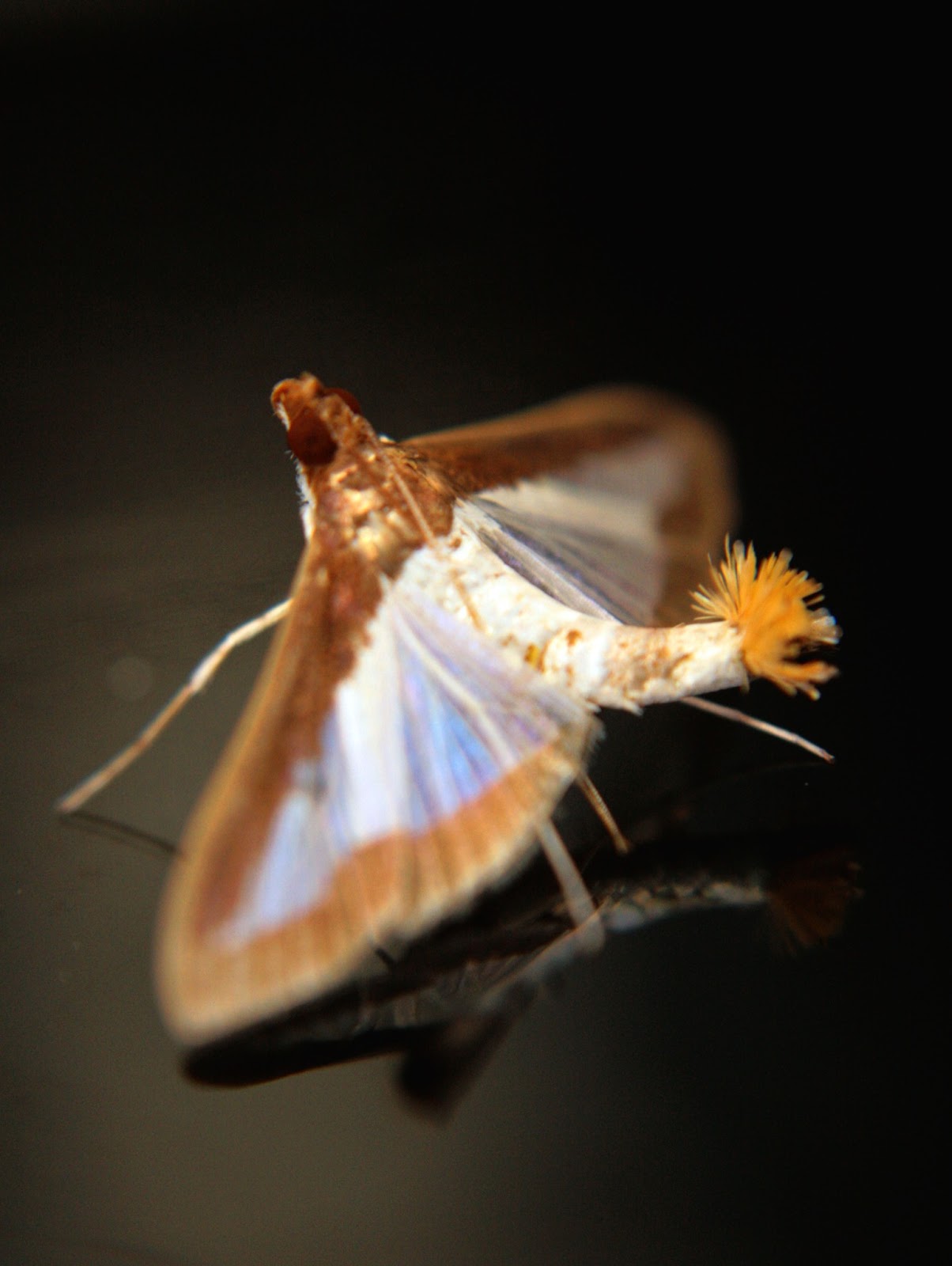 Philippines Cucumber Moth (Diaphania indica) - Public Communication