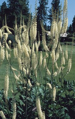American Beauties Native Plants