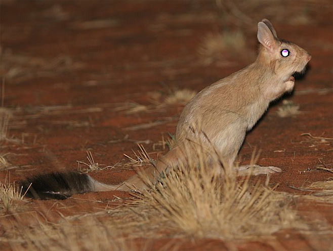 todo animal: Liebre Saltadora de el Cabo