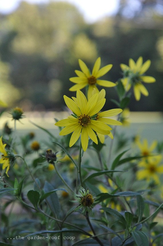 the garden-roof coop: August Wildflowers...