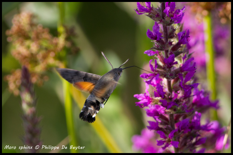 Comines Nature : Sphinx Colibri ...