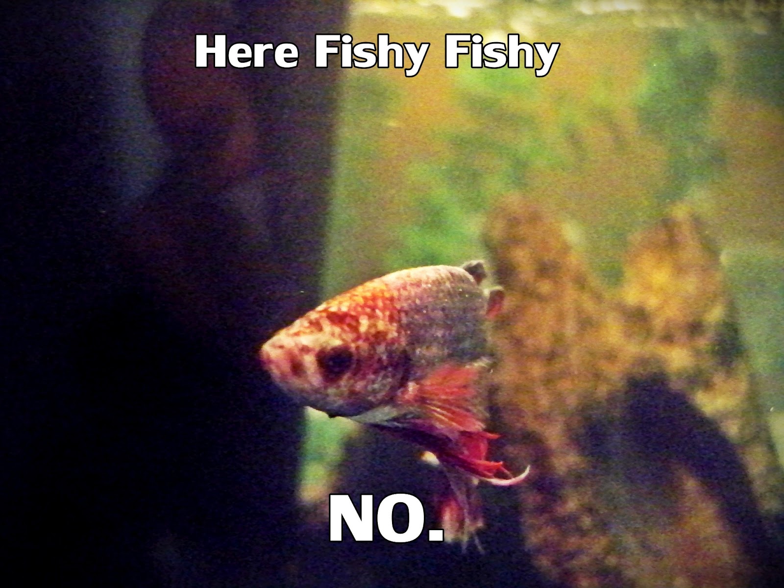 Let's Drink Coffee, Darling: Someone to Meet