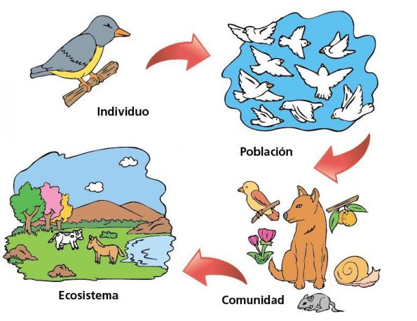 ECOLOGIA: ecologia