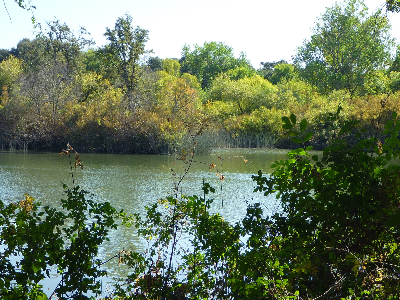 Trailing Ahead: River Walk Trail in Cosumnes River Preserve