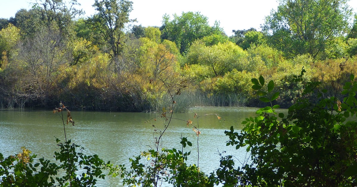 Trailing Ahead: River Walk Trail in Cosumnes River Preserve
