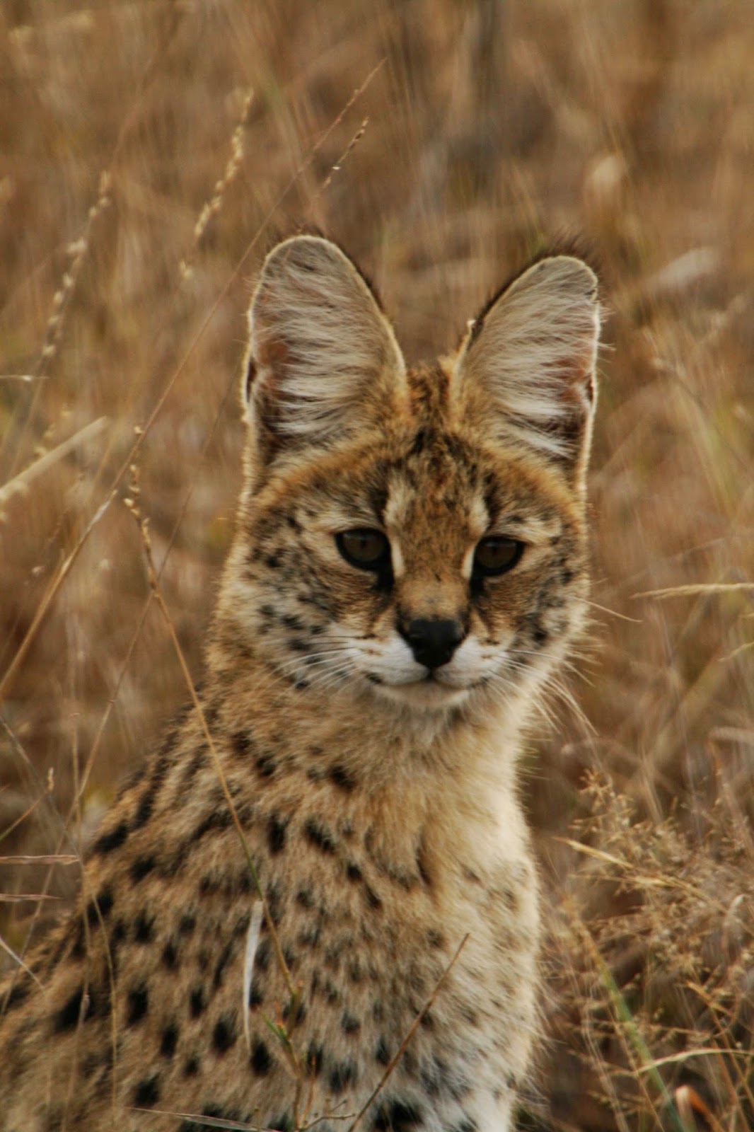 No viviendo en un mundo vivo: Serval