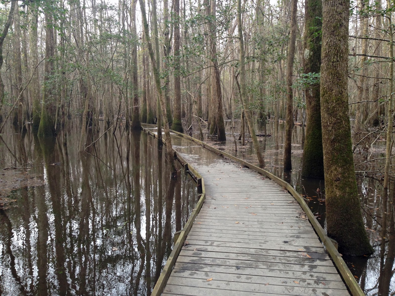 Congaree National Park