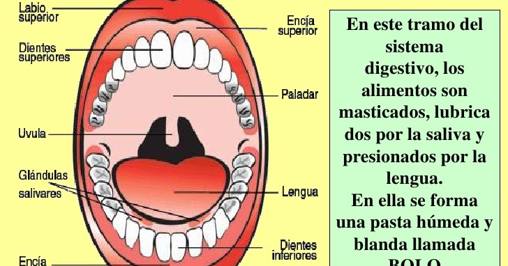 LA BOCA ~ 4° SECUNDARIA: SISTEMA DIGESTIVO