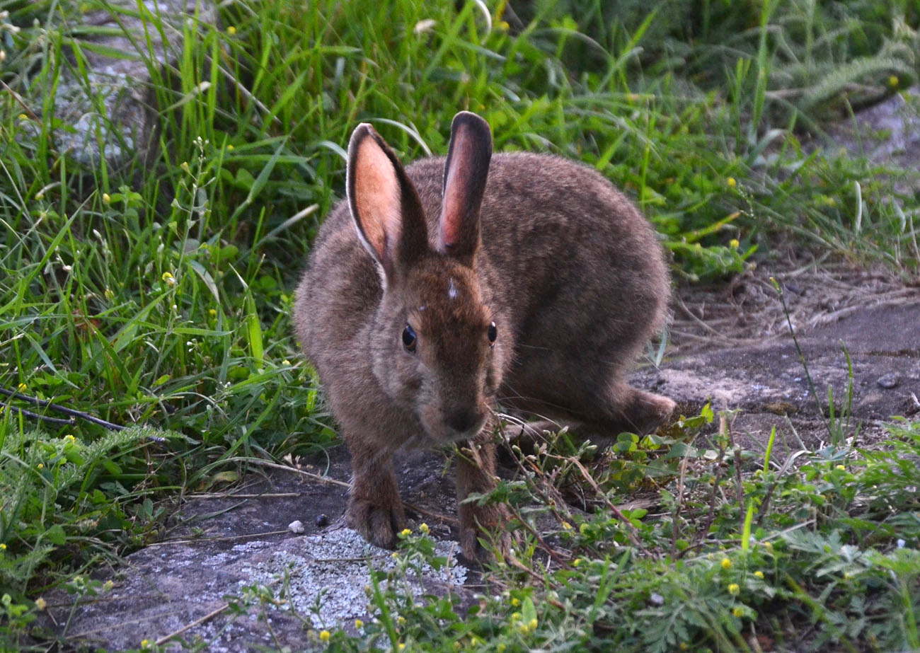Woods Walks and Wildlife: Adventures in Ottawa, Part 2: Snowshoe Hare ...