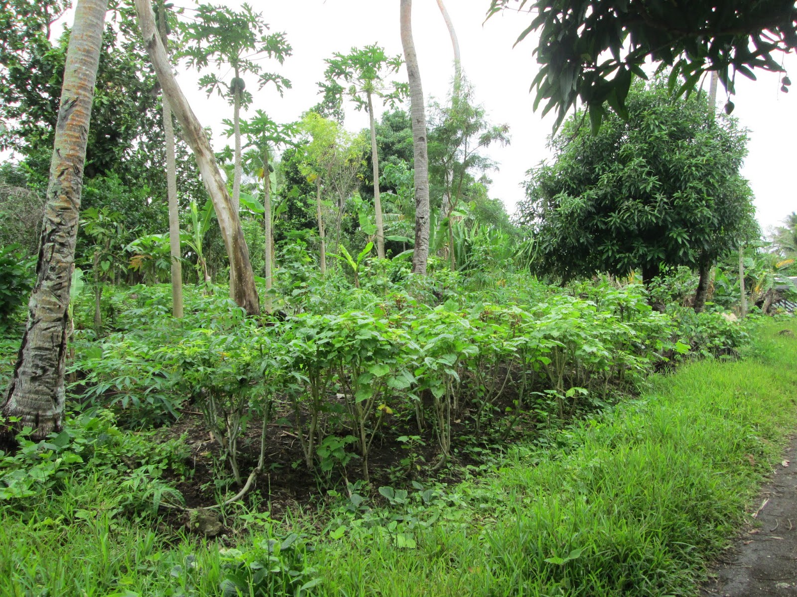 Garden Notes from Hawaii: SEARCHING FOR BELE IN FIJI (Abelmoschus manihot)