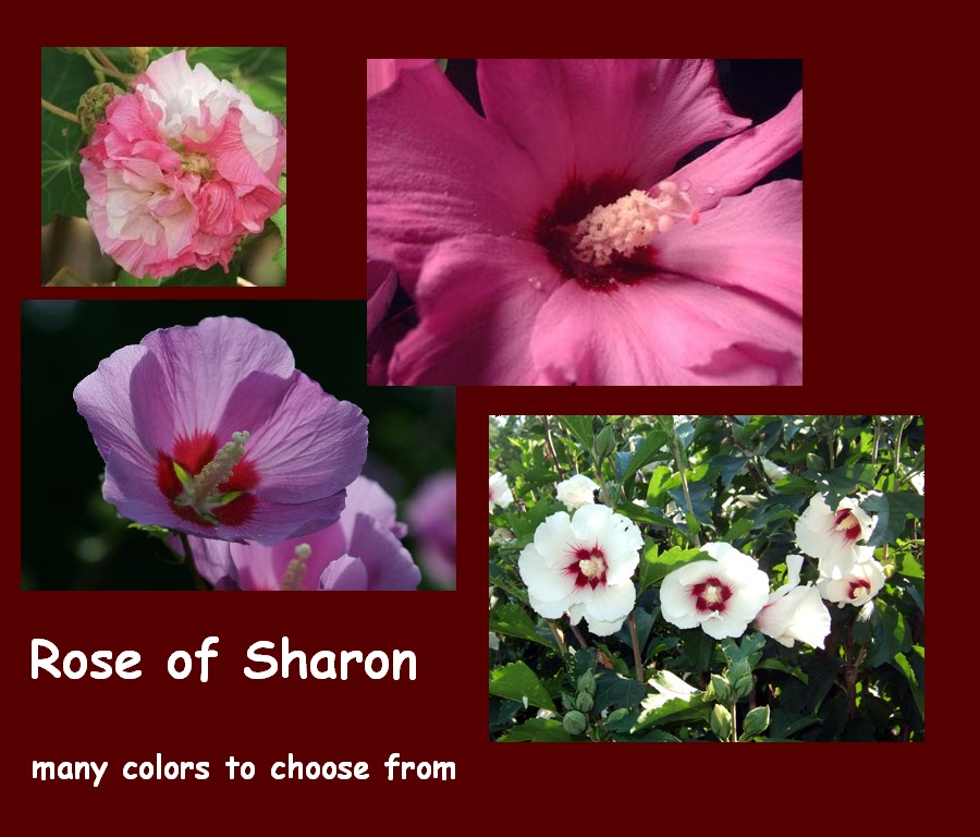 Hametownshoppes Gardener: Rose of Sharon---Late Flowering; Easy to Grow ...