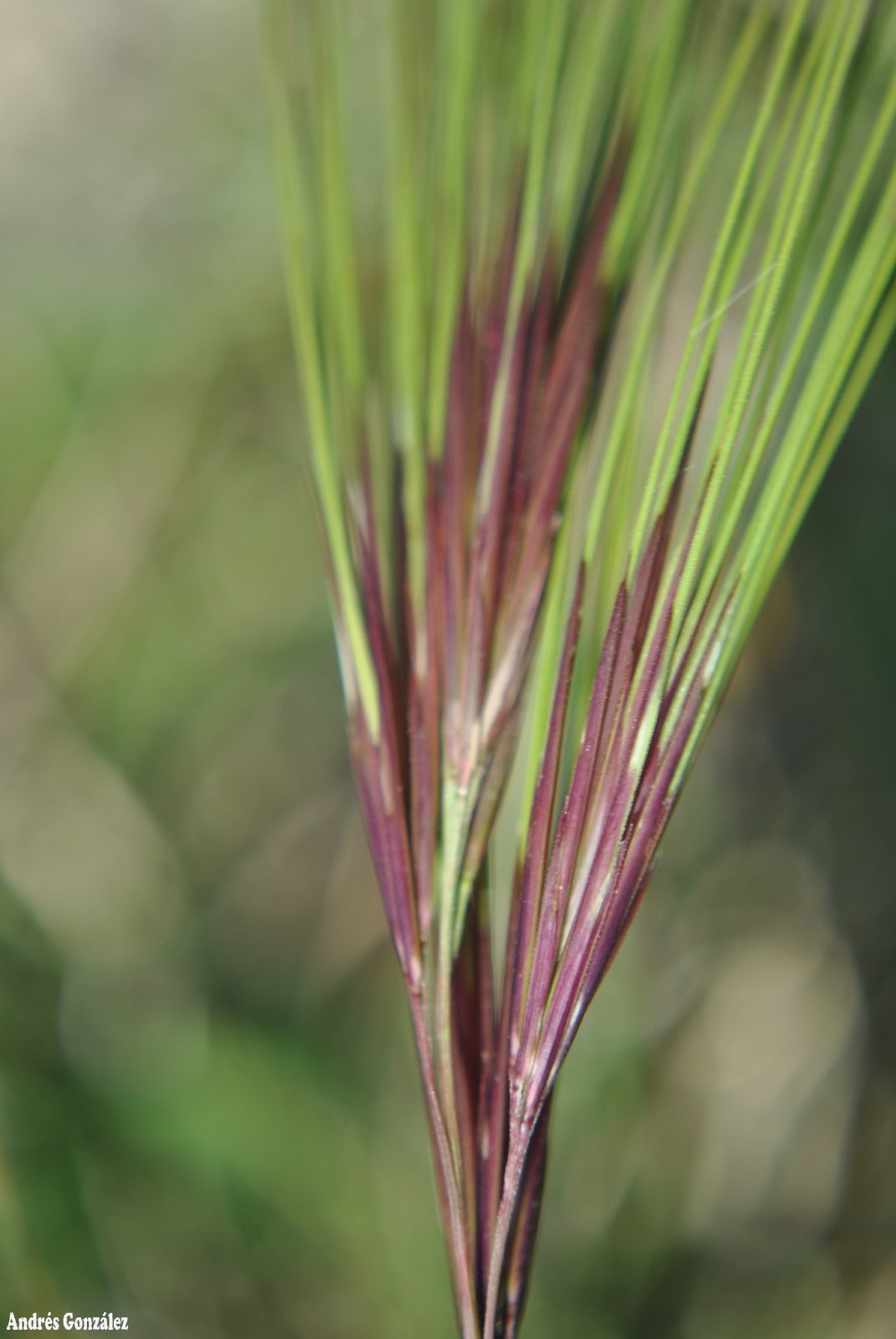 FOTOS DE FLORA NATIVA Y ADVENTICIAS DE URUGUAY : Aristida murina. Poaceae