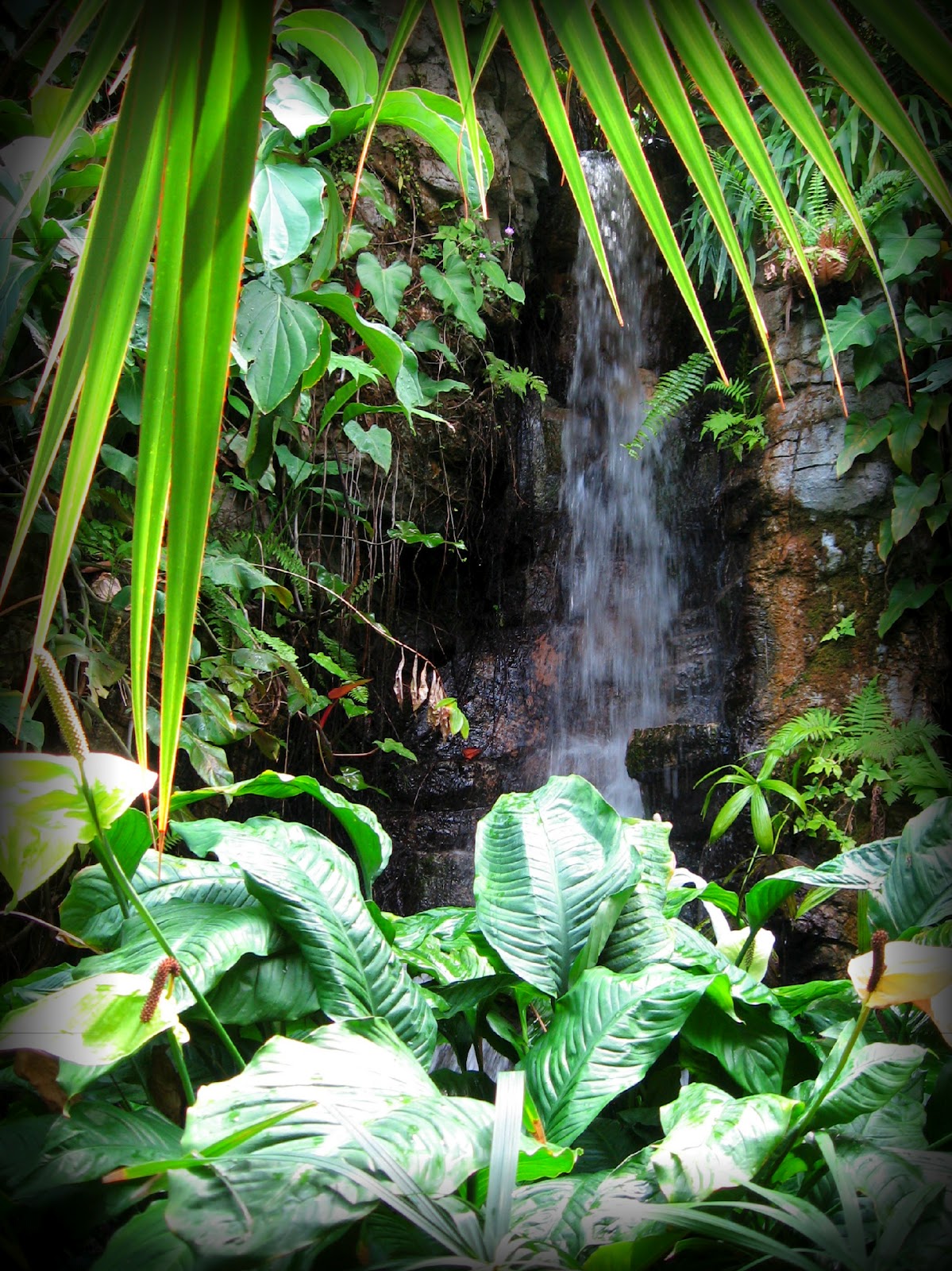 the feather files: St. Louis Site: Missouri Botanical Gardens Climatron