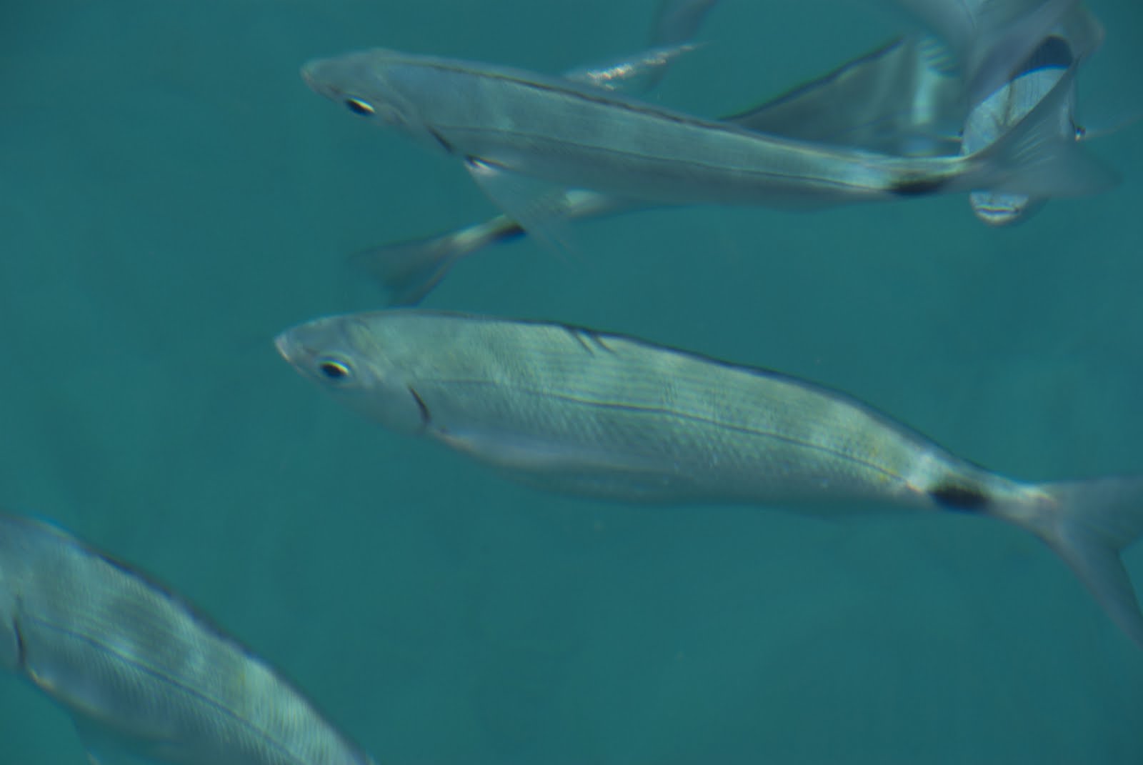 Pescando en la Bahía de Palma: Obladas al curricán