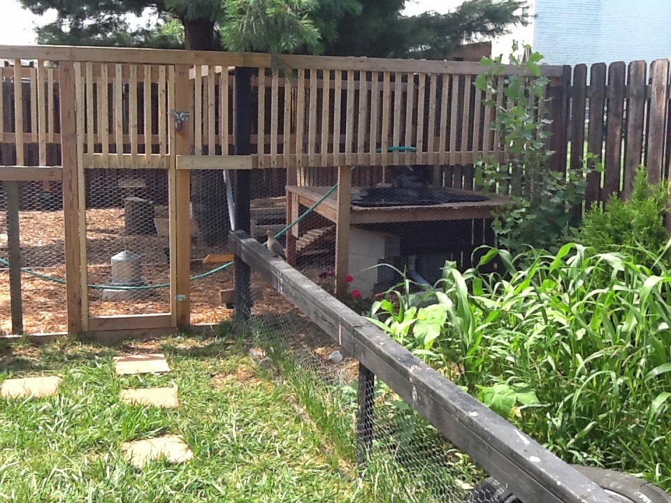 Suburban Backyard Farm