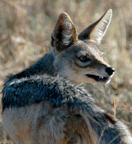 El ojo del buitre: Chacal (Canis)