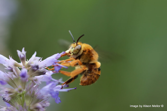 Gardening to attract native bees | Growing Illawarra Natives