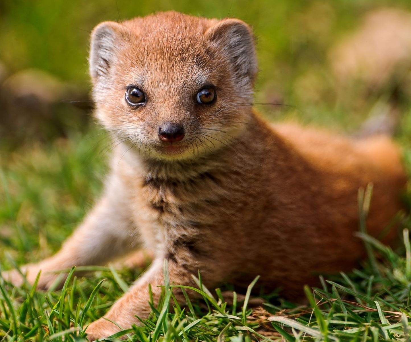 ANIMAL SANCTUARY: Wild mongooses