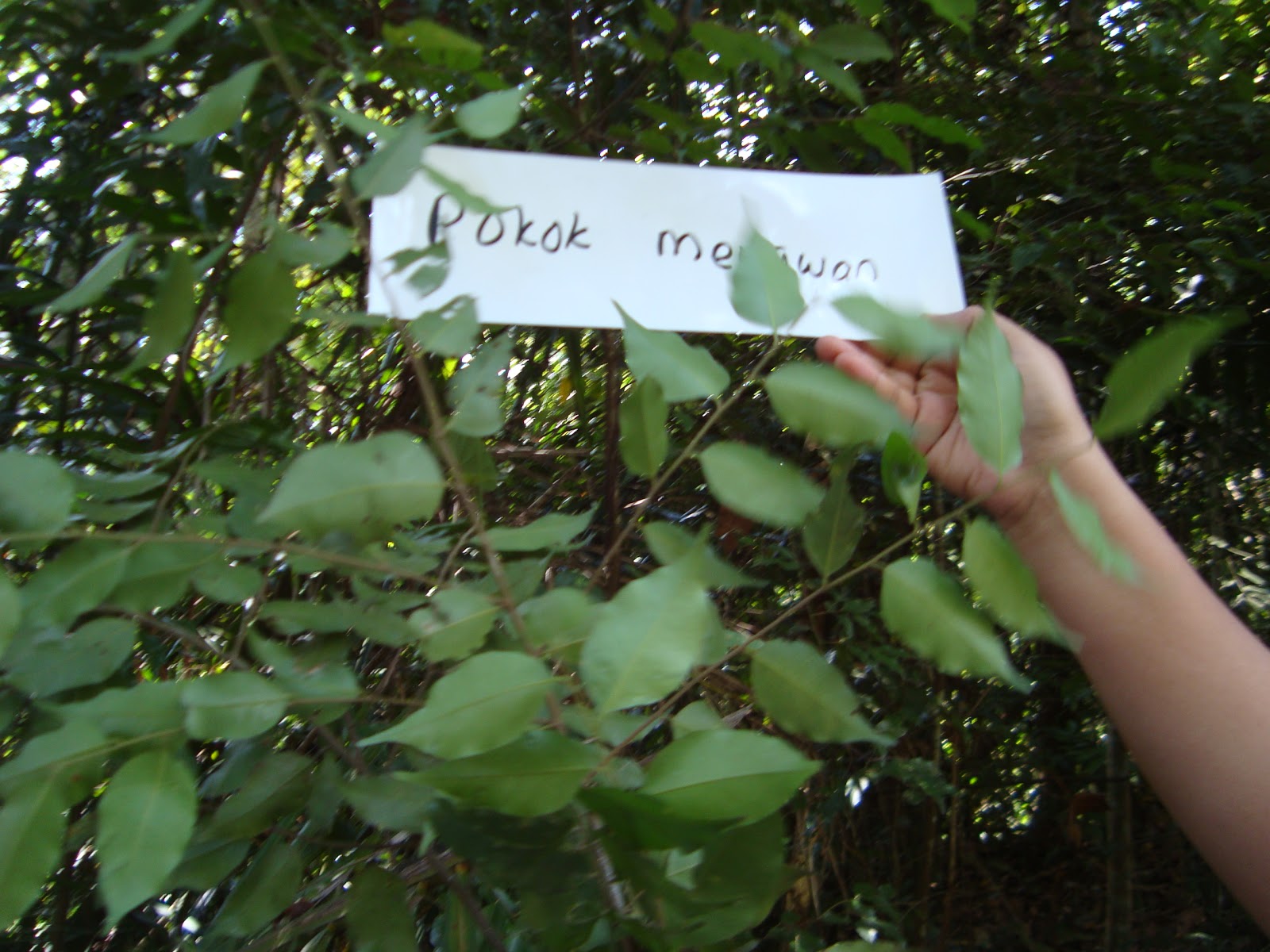 Smart Green: SPESIES TUMBUHAN YANG DITEMUI