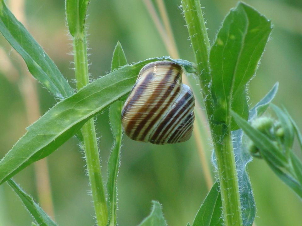 Snails and Slugs from Romania: Cepaea (Austrotachea) vindobonensis