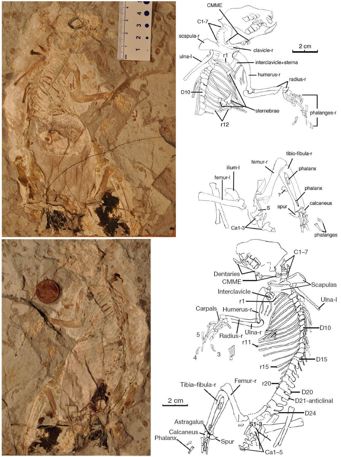 WeBlog Aragosaurus: Un poco más del inicio de la evolución de los ...