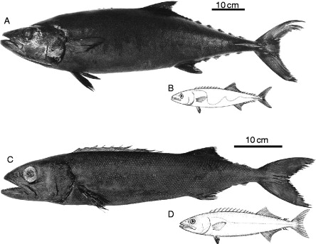 TAMALILI FC (SPORT FISHING): Escolar dan Oil Fish
