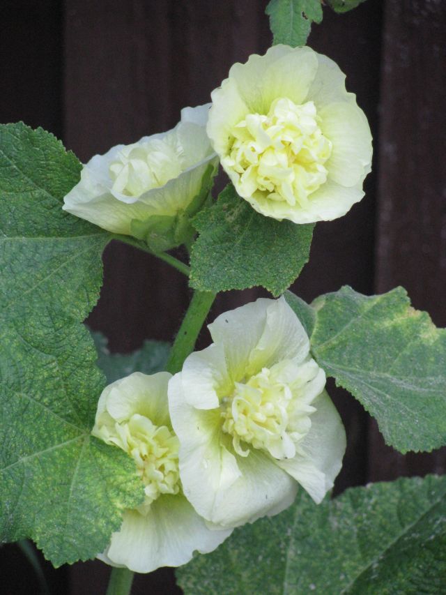 Aastaring lillepeenras: Kollane tokkroos