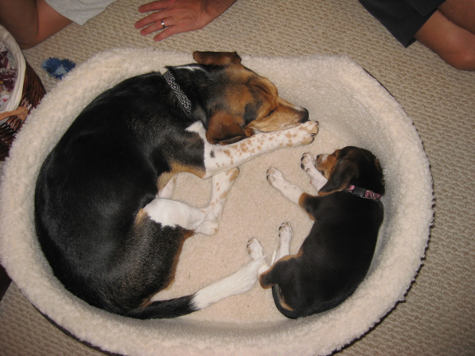 Two Fancy Beagles