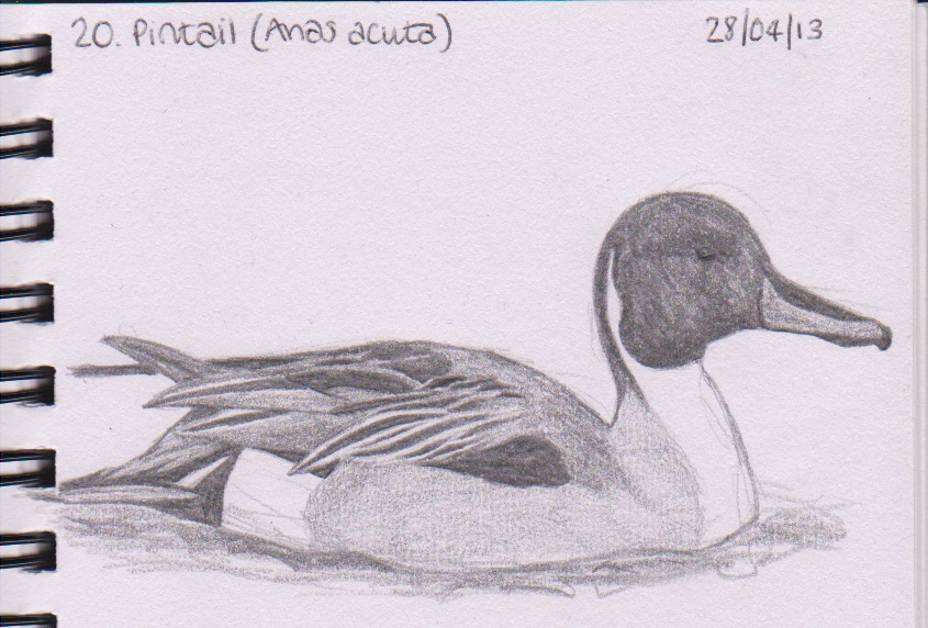 Learn.Draw.BIRD.: 20. Pintail (Anas acuta)