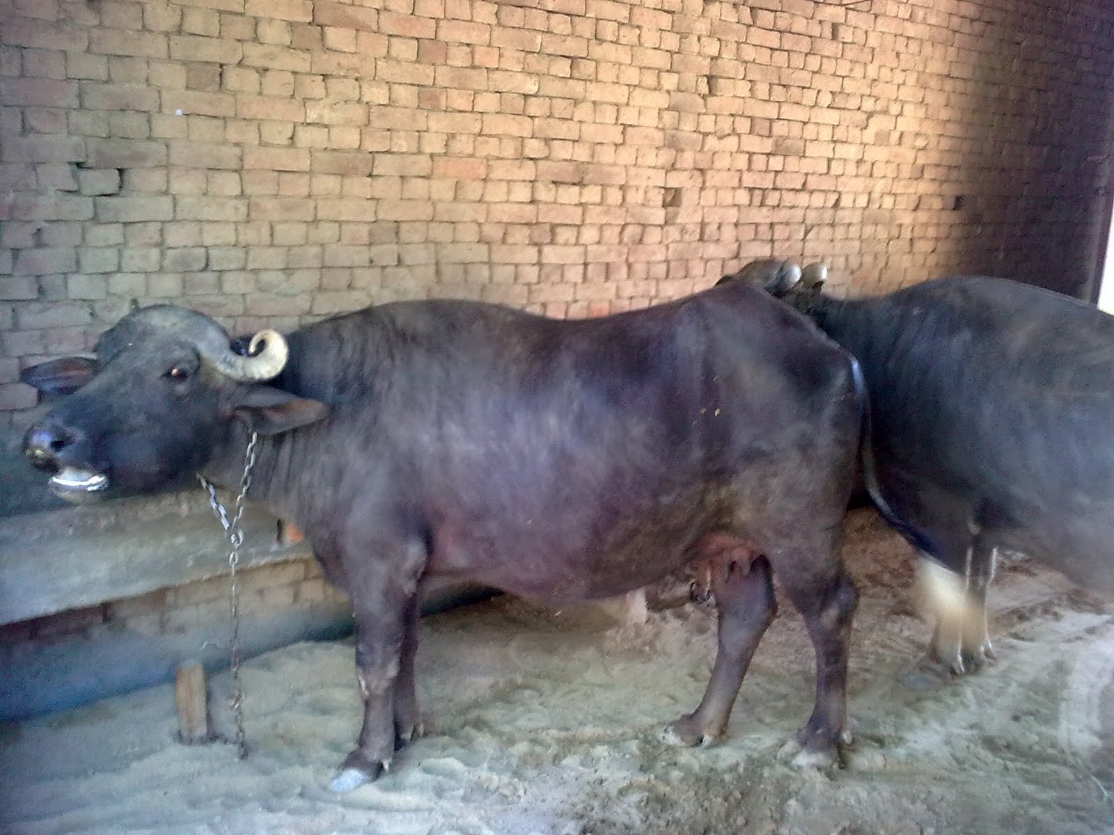 Buffalo , Water Buffalo (Bubalus bubalis ) Amazing Facts - Ask My Brain ...