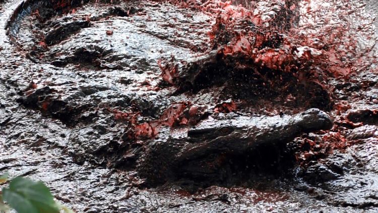 MASACRE DE RAMREE: 900 SOLDADOS DEVORADOS POR COCODRILOS SEGUNDA GUERRA ...