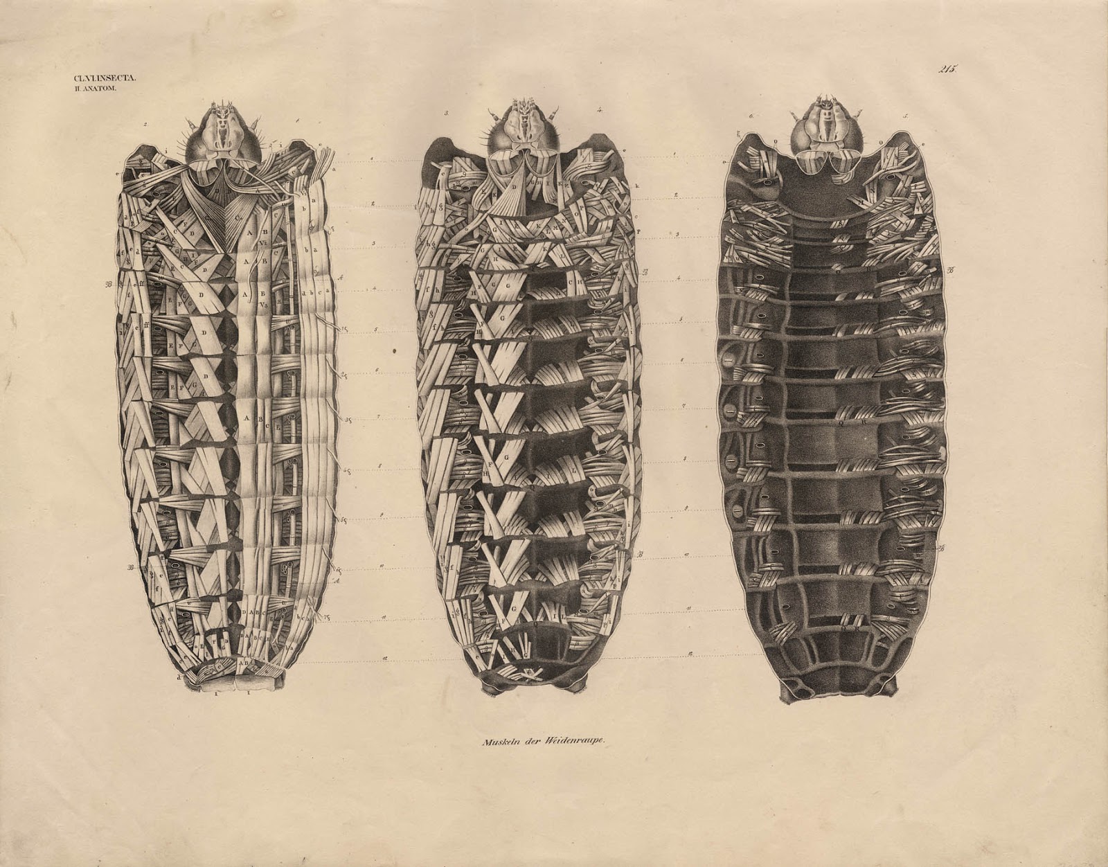 Prints and Principles: Anatomy of a caterpillar’s muscles
