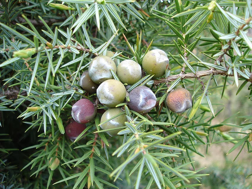 Άρκευθος / Juniperus communis | ΒΟΤΑΝΟΘΕΡΑΠΕΙΑ . ΘΕΡΑΠΕΥΤΙΚΑ ΦΥΤΑ ΚΑΙ ...