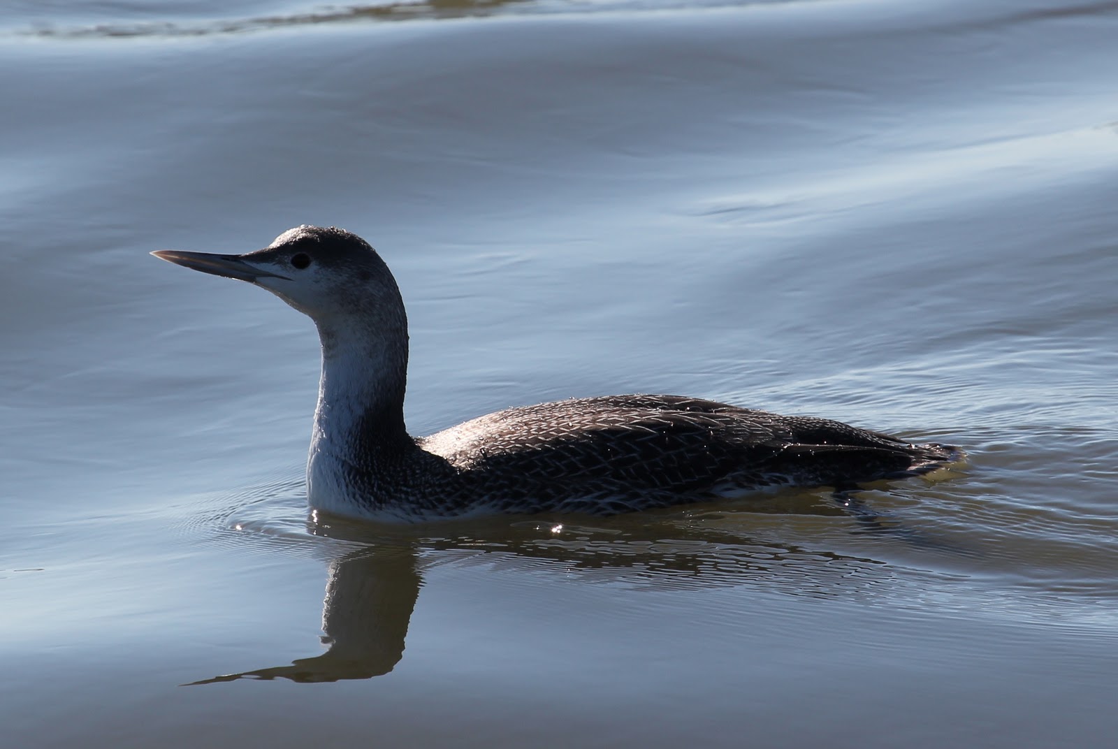 One Bird A Day: Day 33: Red-throated Loon