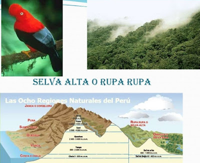 REGIÓN SELVA ALTA O RUPA RUPA DEL PERÙ | SELVA ALTA O RUPA RUPA