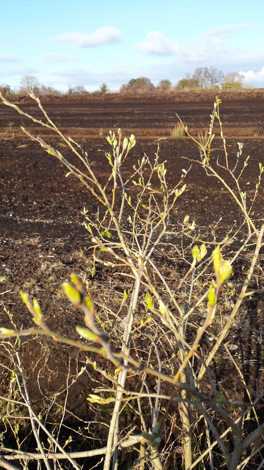 Old Magnolia Tree: A Bog Walk