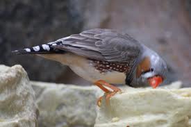 hobby - papagali: Cinteze de Ornament