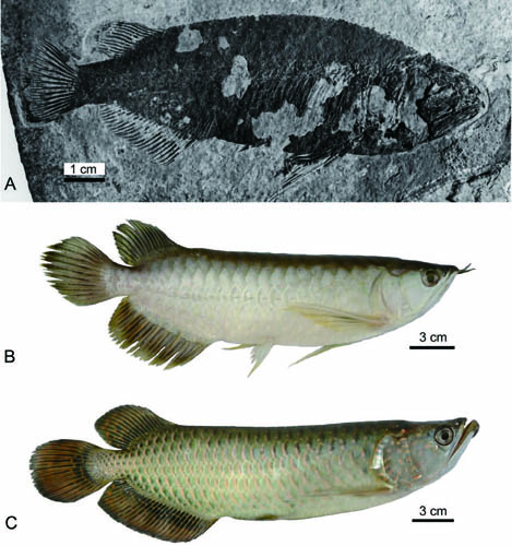 New species of dragon fish discovered from the Eocene of China ...