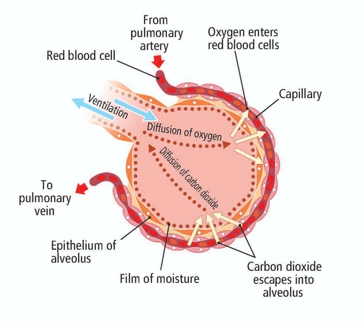 3.4 Breathing System and Excretion