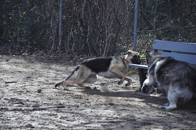 Cooper's Shiloh Shepherd Blog