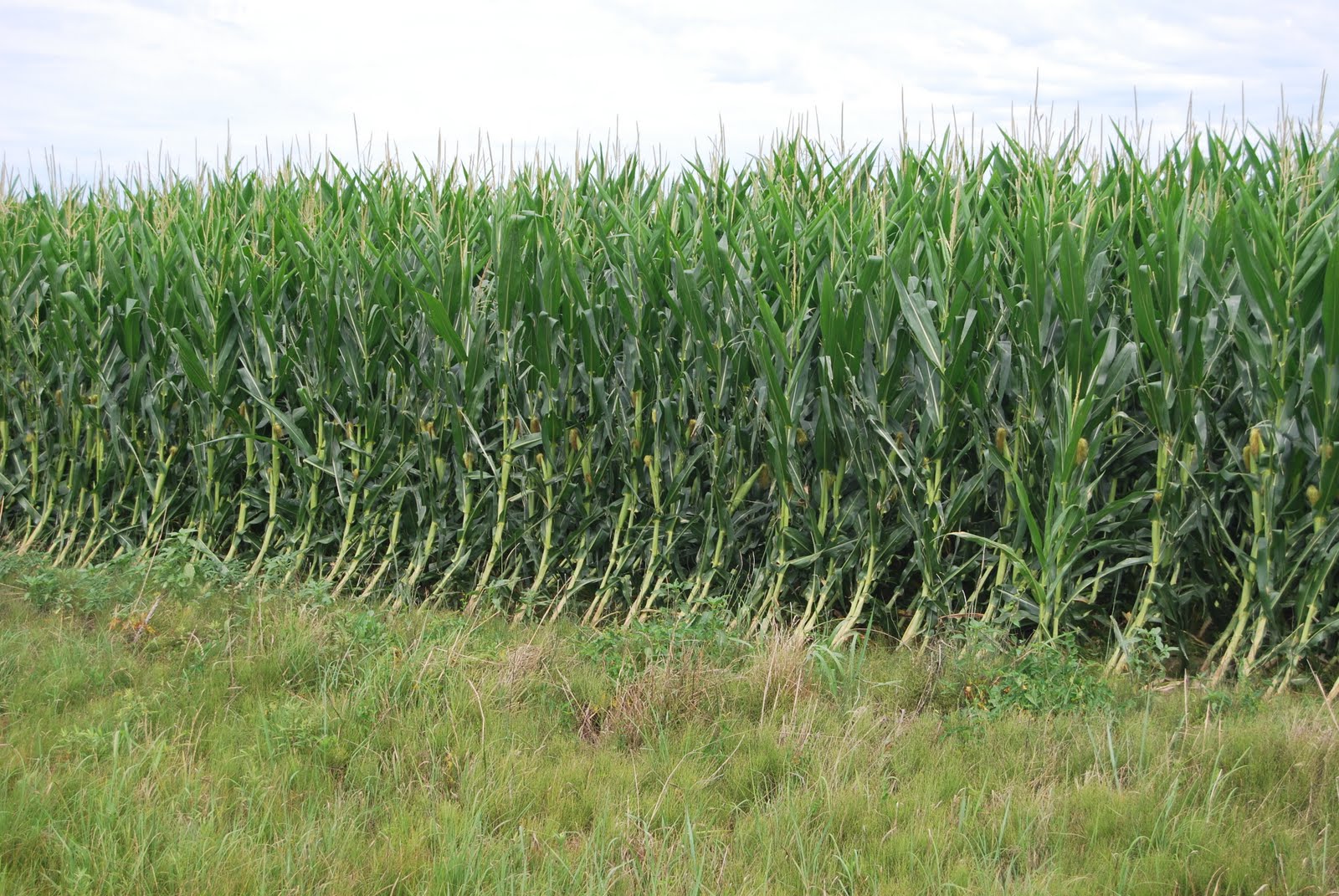 42N Observations: Goose Neck Corn